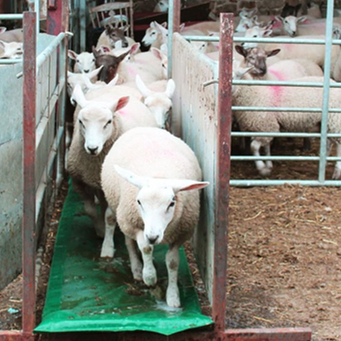 Foam Sheep Footbath at McVeigh Parker