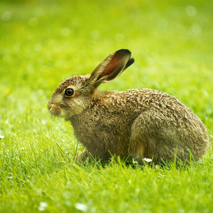 Product Specification Sheets